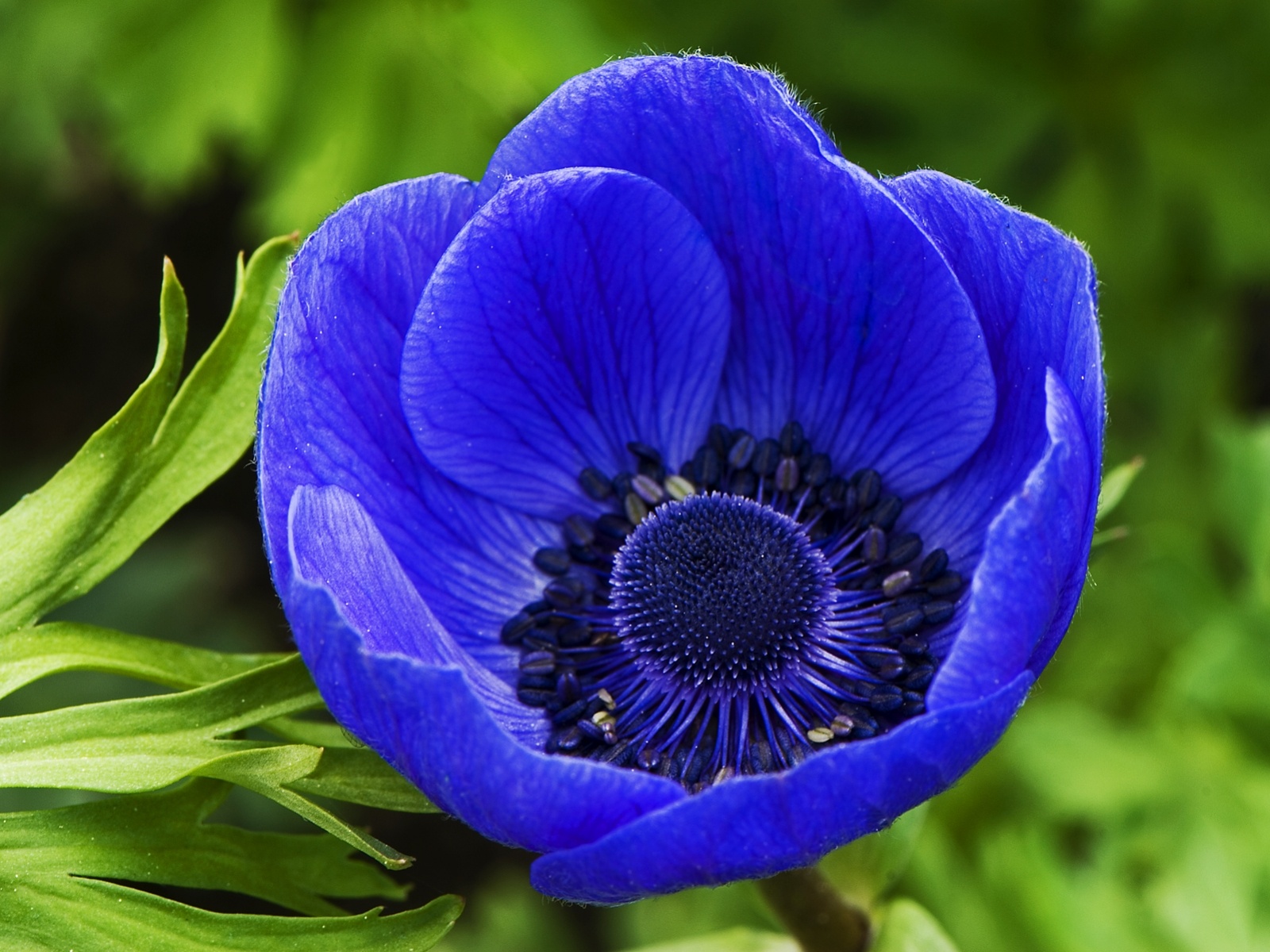 Blue Flower | The Blue Flower